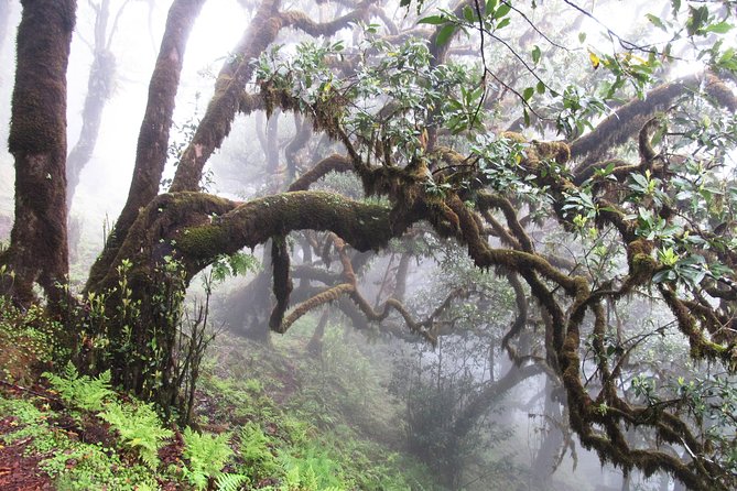 Fanal -Enchanted Forest - Pickup and Accessibility Details