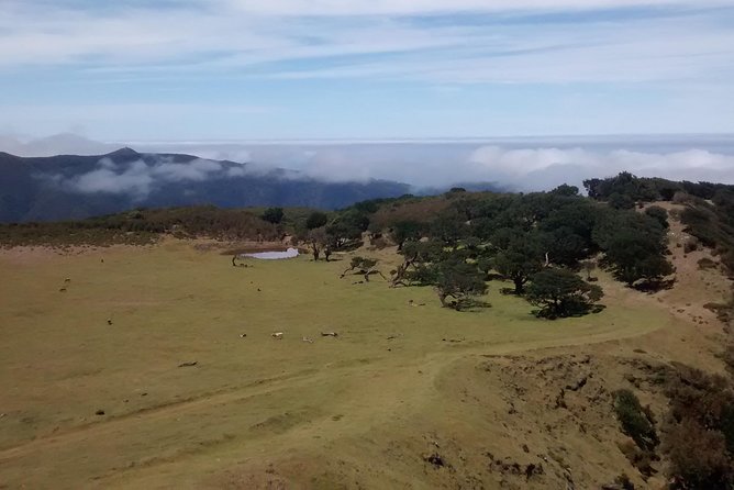 Fanal -Enchanted Forest - Customer Reviews and Ratings