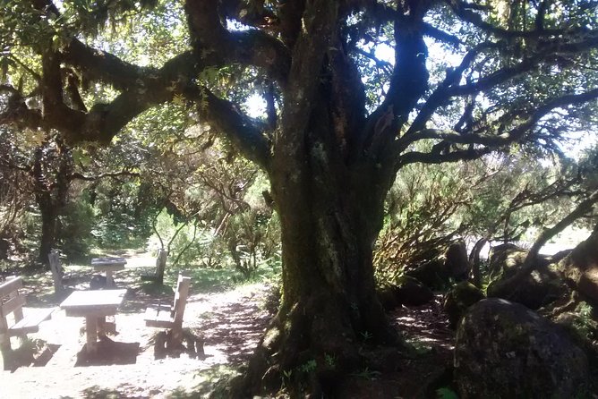 Fanal -Enchanted Forest - Exploring the Islands History and Flora