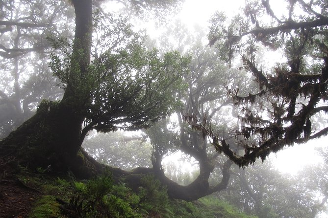 Fanal -Enchanted Forest - Photography and Nature Immersion