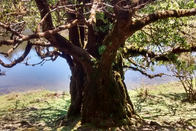 Fanal -Enchanted Forest - Preparing for the Tour Experience