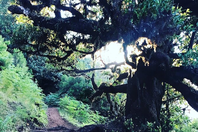 Fanal Forest Private Sunset Hike - Guide Expertise and Passion