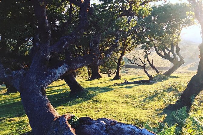 Fanal Forest Private Sunset Hike - Traveler Testimonials