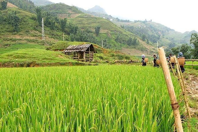 Fansipan Trekking 3 Days 2 Nights - FAQ