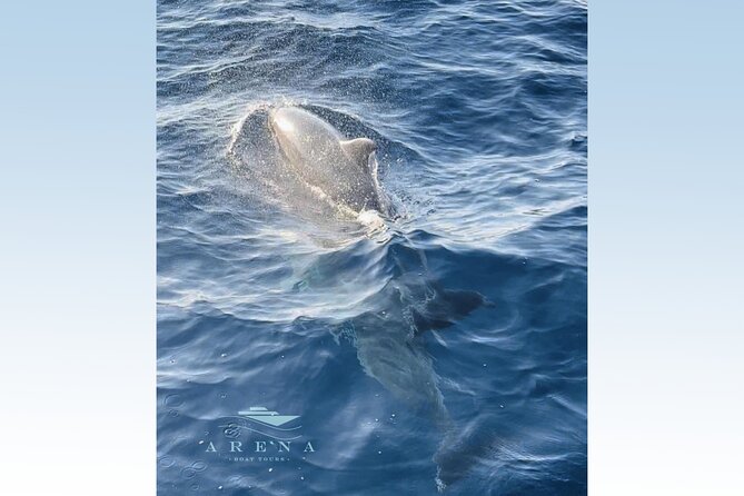 Fantastic DOLPHIN & SUNSET TOUR with dinner (Pula - NP BRIJUNI) - The Experience: What You Can Expect