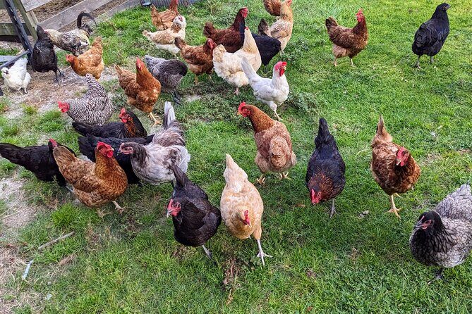 Farm Experience with Ponies, Bunnies, Chickens and Goats - What You Can Expect at Cheyne Ranch