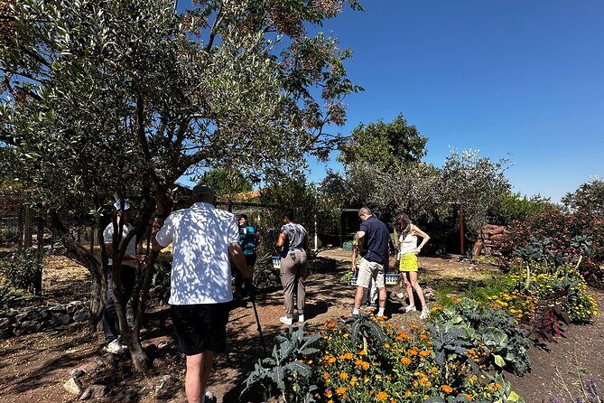 Farm to Table Cooking Experience in San Miguel - Detailed Breakdown of the Tour