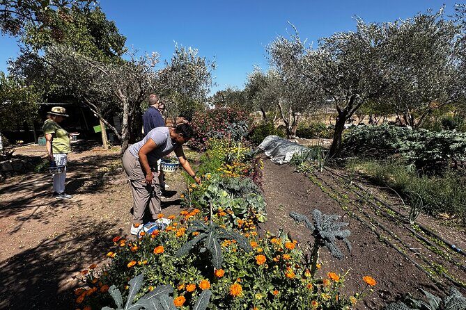 Farm to Table Cooking Experience in San Miguel - The Sum Up: Is It Worth It?