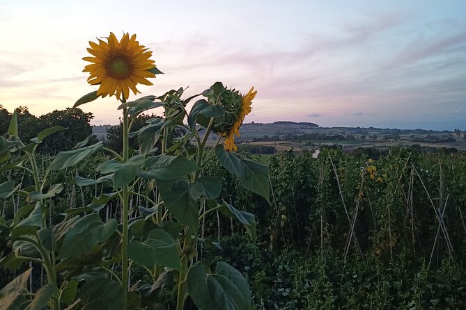 Farm-to-table Food Experience - Booking Process and Pricing