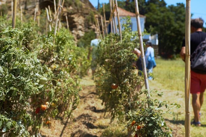 Farm to Table - Local Cooking Experience - Key Points