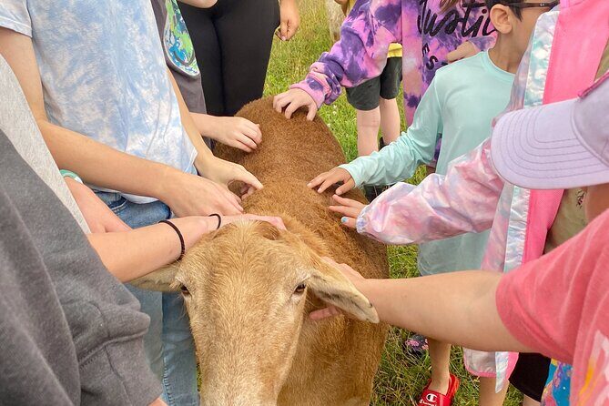 Farm Tour at Clover Brooke Llama/Alpaca/Goat Farm - FAQs