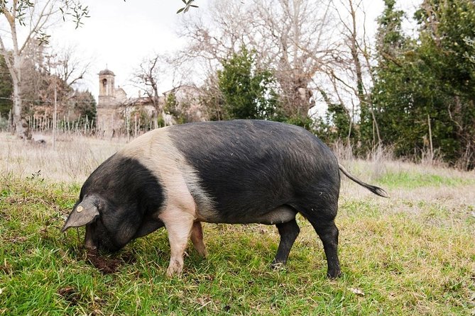 Farm Tour: the Cinta Senese Tuscan pig - Key Points