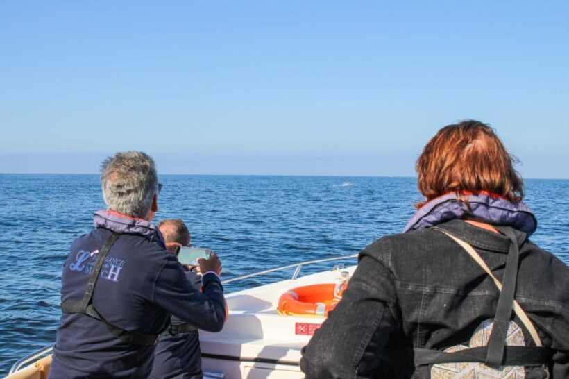 Faro: Dolphin and Marine Life Watching Boat Tour - The Value of the Tour: Is it Worth the Price?