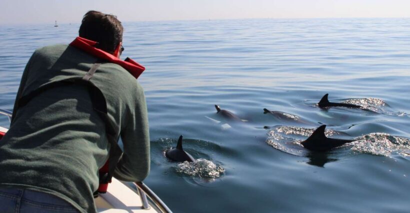 Faro: Dolphin and Marine Life Watching Boat Tour - Practical Details for Travelers