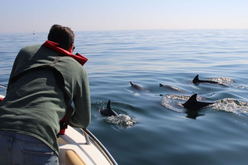 Faro: Dolphin and Marine Life Watching Boat Tour - FAQ