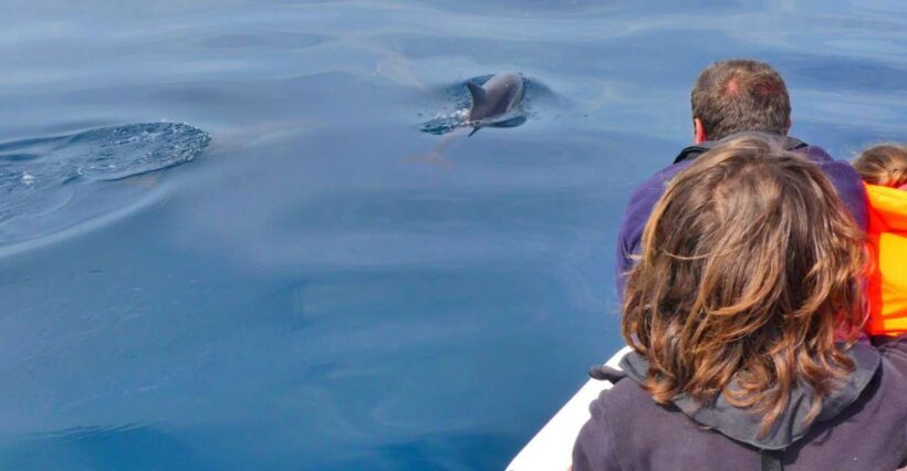 Faro: Dolphin and Wildlife Watching in the Atlantic Ocean - Detailed Review of the Faro Marine Wildlife Tour