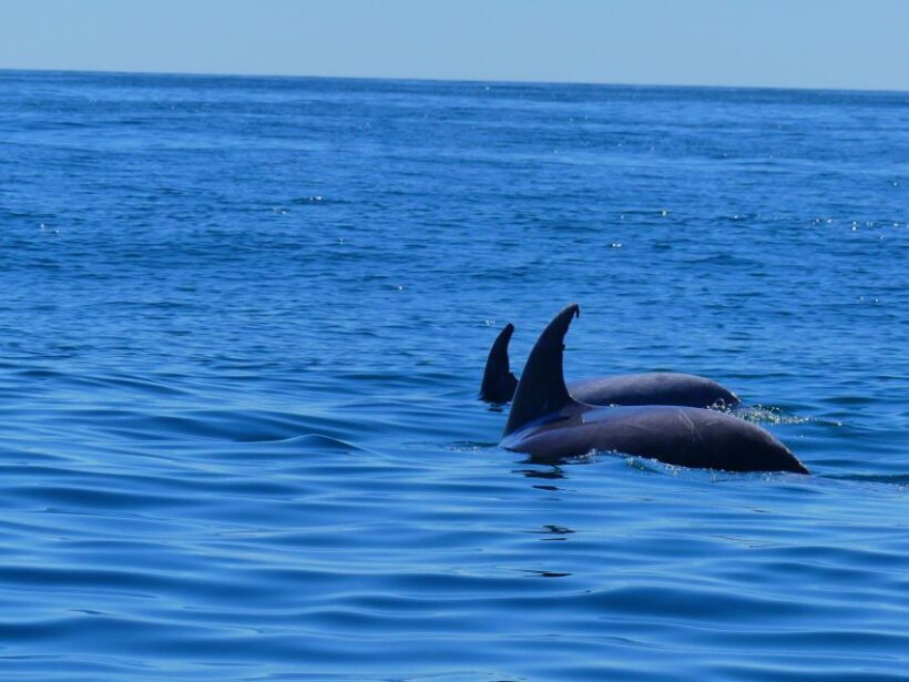 Faro: Dolphin and Wildlife Watching in the Atlantic Ocean - The Sum Up