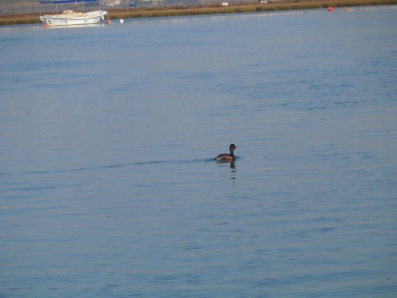 Faro: Eco-Friendly Ria Formosa Bird Watching in Solar Boat - Key Points