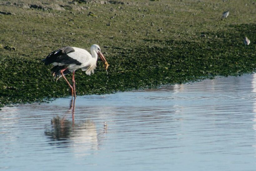 Faro: Eco-Friendly Ria Formosa Bird Watching in Solar Boat - Introducing Faro’s Ria Formosa Bird Watching Tour