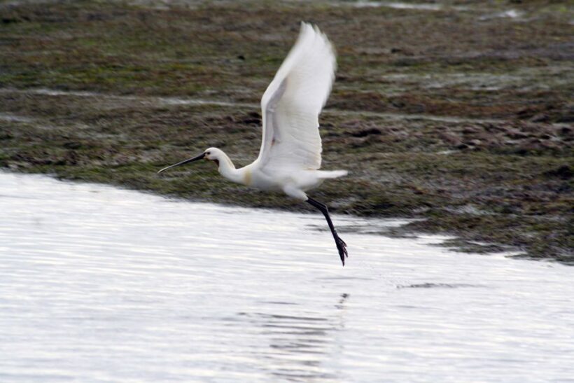 Faro: Eco-Friendly Ria Formosa Bird Watching in Solar Boat - The Value of the Experience