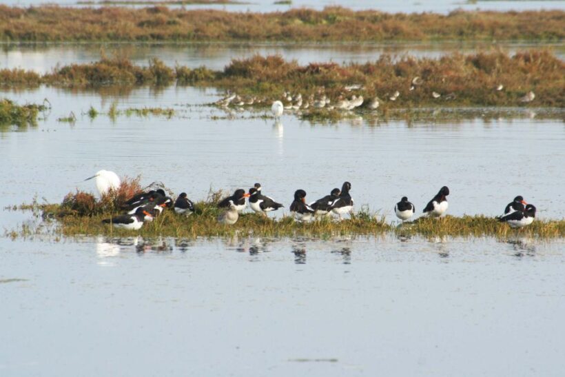 Faro: Eco-Friendly Ria Formosa Bird Watching in Solar Boat - Why This Tour Stands Out