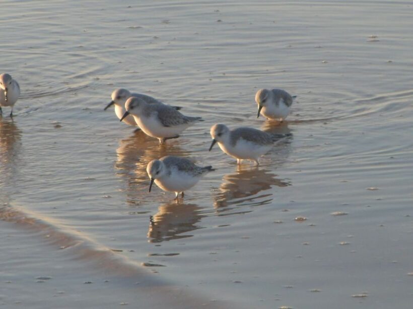 Faro: Eco-Friendly Ria Formosa Bird Watching in Solar Boat - Who Will Enjoy This Tour?