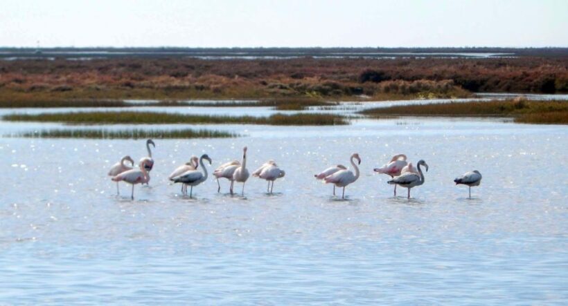 Faro: Eco-Friendly Ria Formosa Bird Watching in Solar Boat - Frequently Asked Questions
