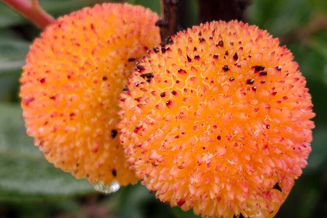 Faro Food Tour & Drinks and City Highlights 10 Tastings - Handling Bookings and Cancellations