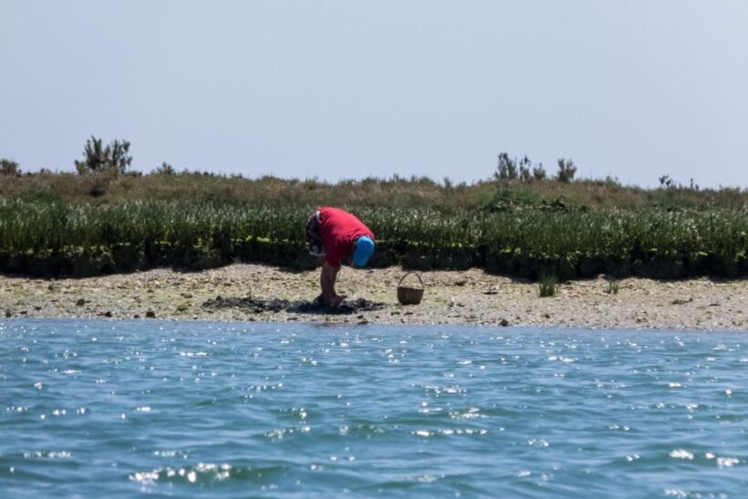 Faro: Kayak Hire in Ria Formosa Natural Park - Exploring the Experience: What to Expect