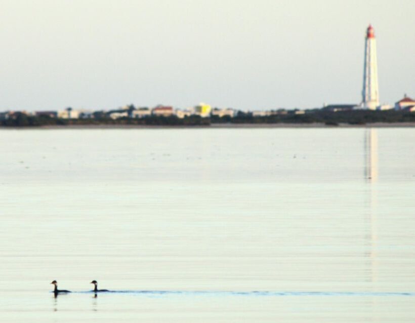 Faro: Pudim Real Boat Tours 6h guided boat tour Ria Formosa - Who Should Book This Tour?