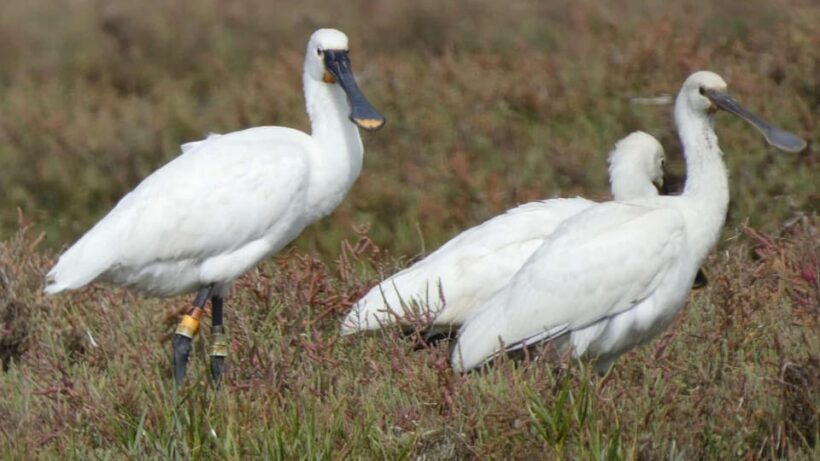 Faro: Ria Formosa Eco Birdwatching Boat Tour - What’s Included and What’s Not