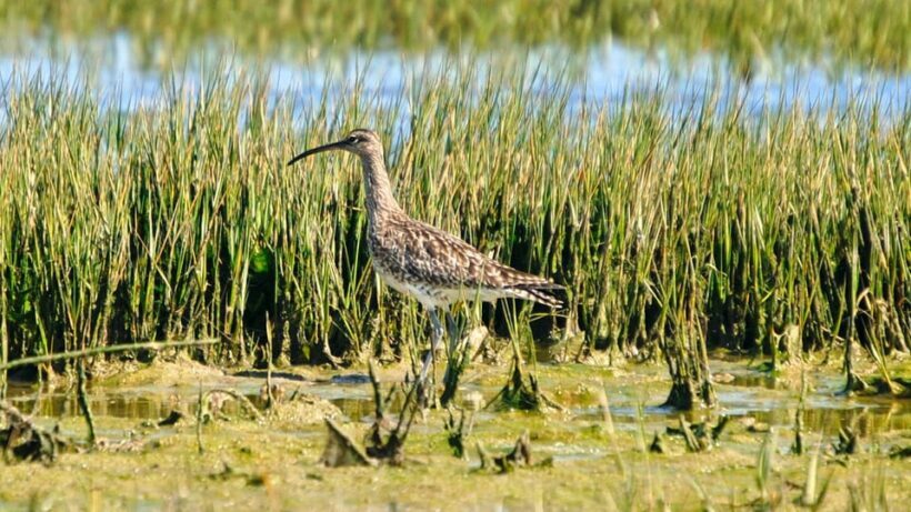 Faro: Ria Formosa Eco Birdwatching Boat Tour - The Value of a Sustainable Adventure
