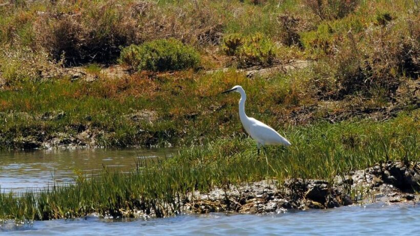 Faro: Ria Formosa Eco Birdwatching Boat Tour - Who Should Consider This Tour?