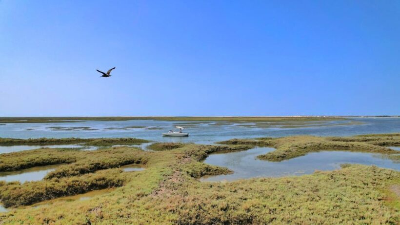 Faro: Ria Formosa Eco Birdwatching Boat Tour - The Sum Up