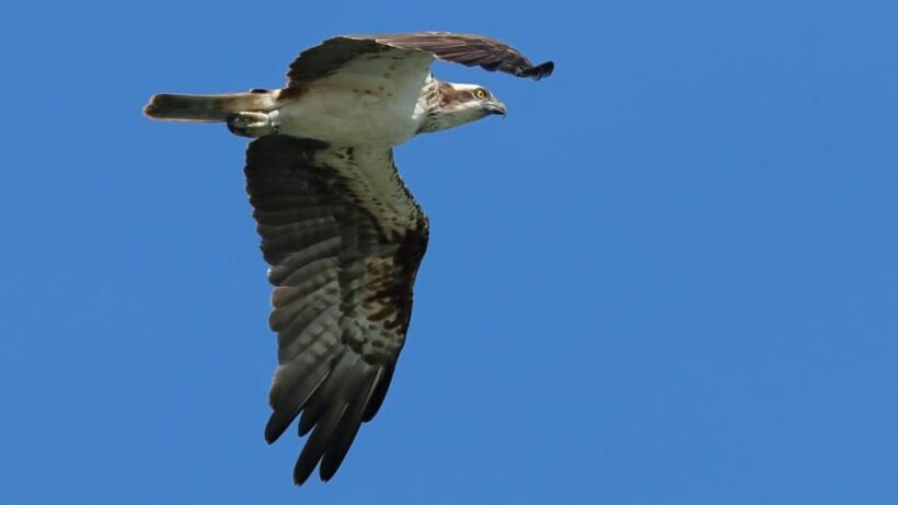 Faro: Ria Formosa Eco Birdwatching Boat Tour - FAQ
