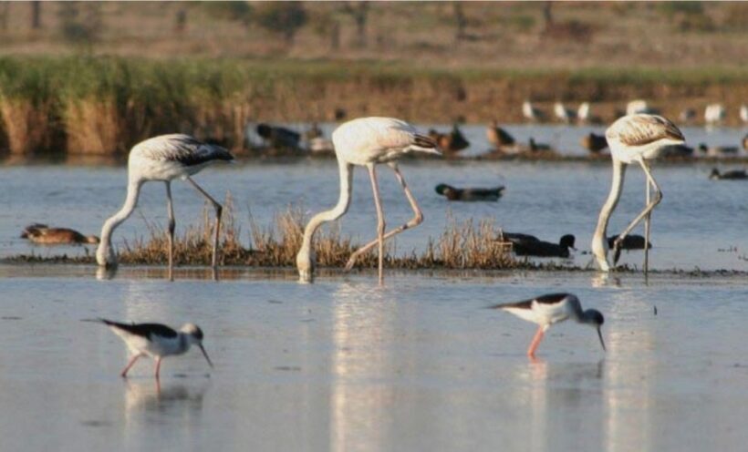 Faro: Ria Formosa Guided Sunset Tour by Catamaran - The Experience: What to Expect on Your Ria Formosa Sunset Tour