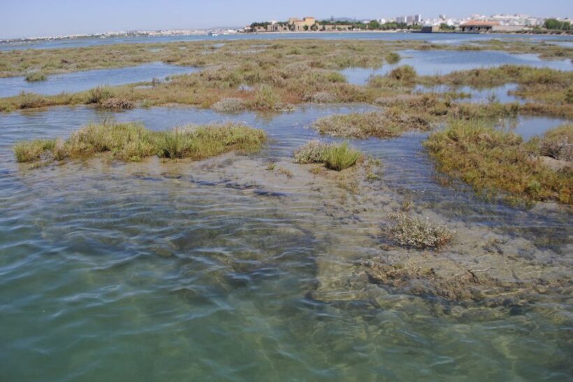 Faro: Ria Formosa Lagoon Small Boat Tour with Local Guide - Practical Tips for Travelers