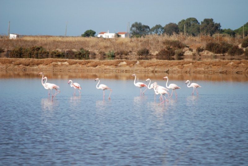 Faro: Ria Formosa Natural Park Segway Tour & Birdwatching - The Sum Up