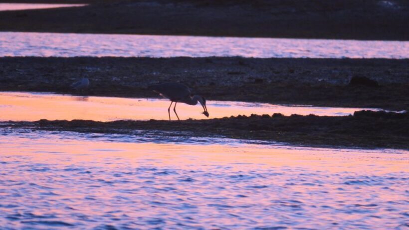 Faro: Ria Formosa Sunset Boat Tour - Key Points