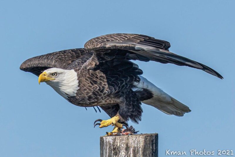 Fast and More 60 minute Airboat Tour on the Homosassa River - Final Thoughts: Who Should Consider This Tour?