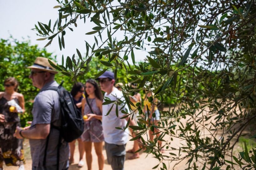 Favola Lemon tour and olive oil Tasting in Syracuse - In-Depth Review of the Favola Lemon and Olive Oil Tour