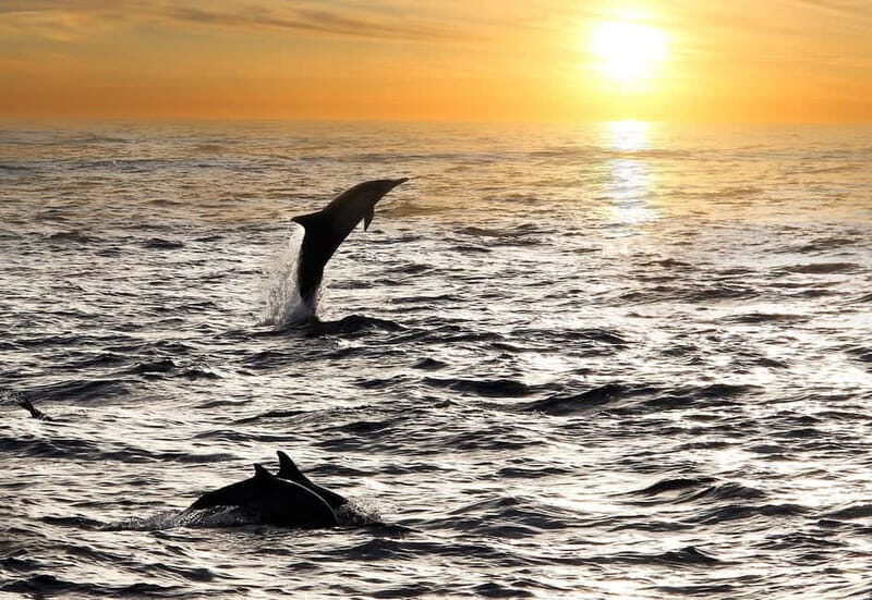 Fazana: Dolphin Finder in Brijuni islands Safari with Dinner - Who Should Consider This Tour?