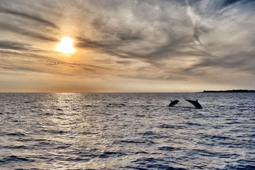 Fazana: Guided Dolphin Watching Sightseeing Cruise at Sunset - Fazana: Guided Dolphin Watching Sightseeing Cruise at Sunset — A Practical Review