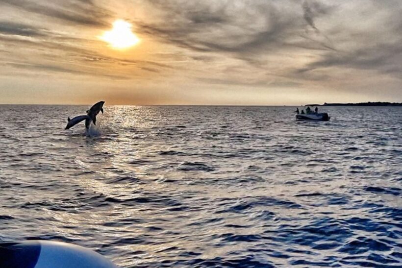 Fazana: Guided Dolphin Watching Sightseeing Cruise at Sunset - The Experience in Detail