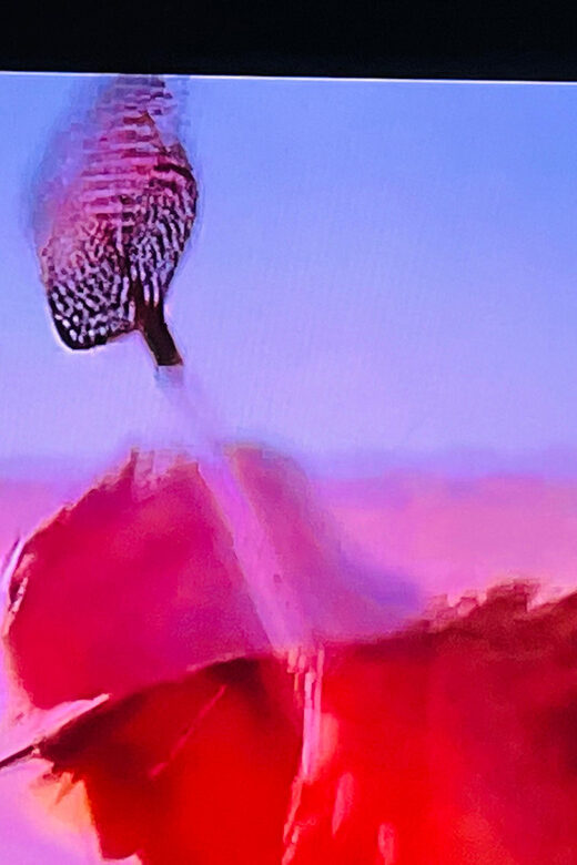 Fear And Loathing Experience! - Who Should Consider This Tour?
