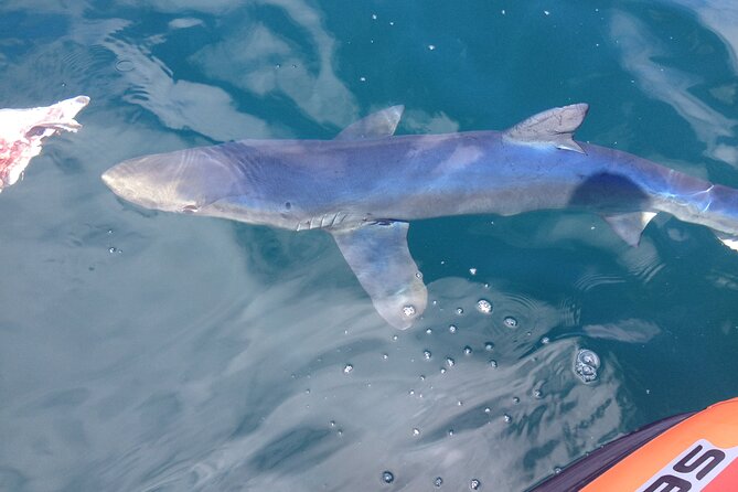 Feathers & Scales - Traveler Reviews and Testimonials