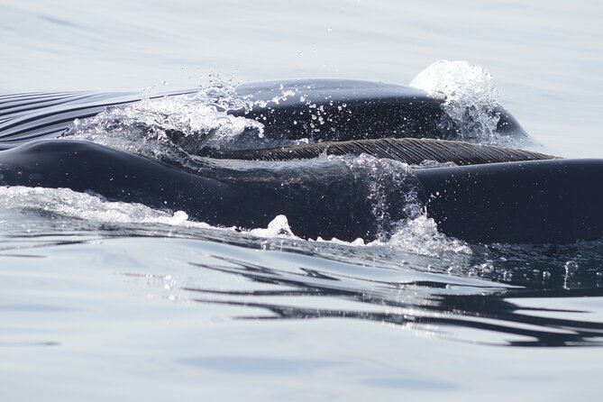 Feathers & Scales - Pricing and Booking Information