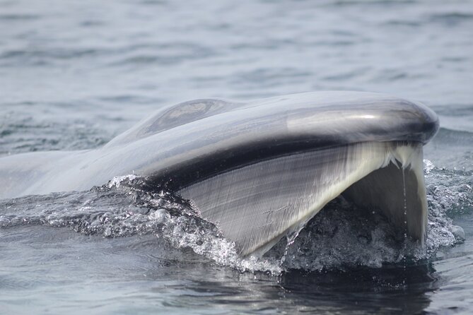 Feathers & Scales - Tips for an Unforgettable Experience