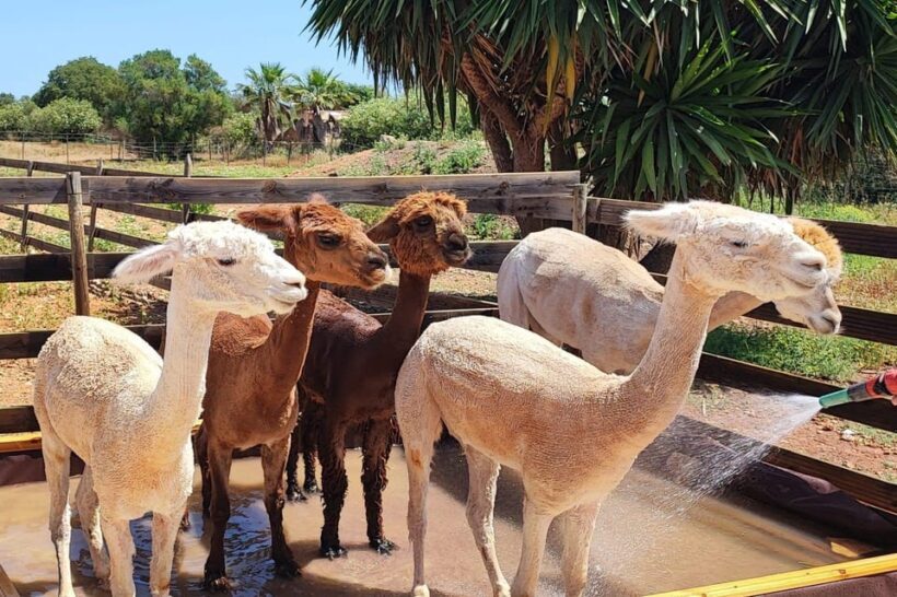 Felanitx, Mallorca: Alpacas Close-Up Experience - What Is the Alpacas Close-Up Experience?