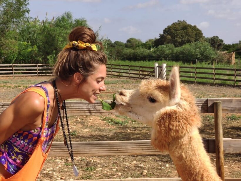 Felanitx, Mallorca: Alpacas Close-Up Experience - Analyzing the Value and Practicalities